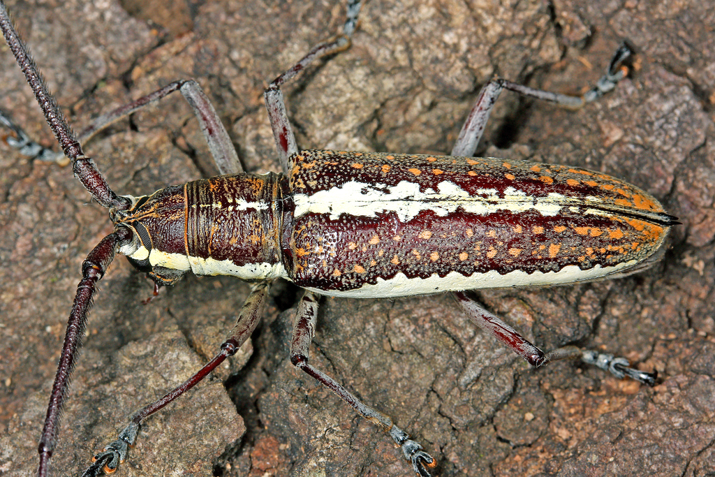 Troublemaking Duo: Fig Borers & Fig Souring | Port Arthur News