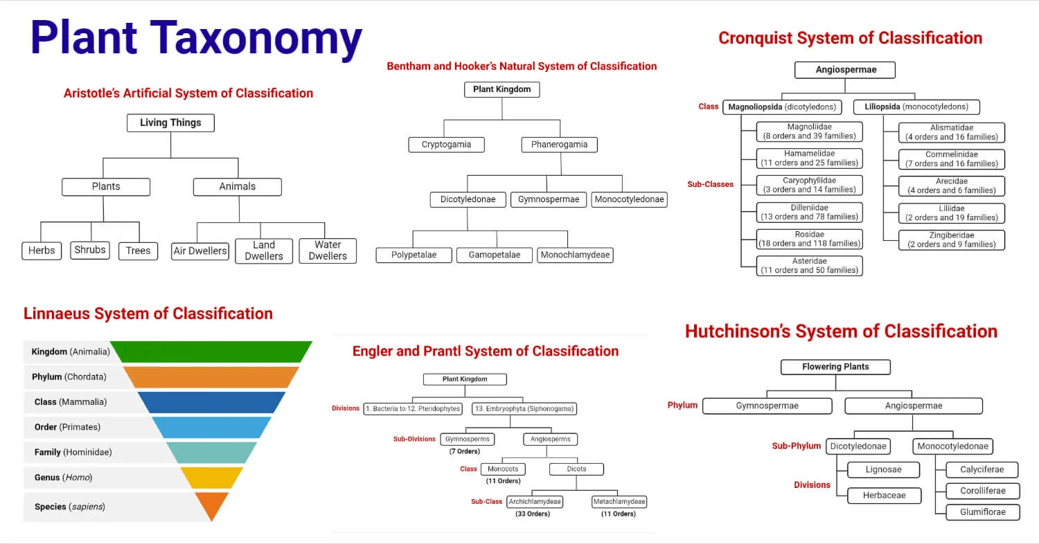 A Gardener’s Guide: Plant Naming Conventions | Port Arthur News