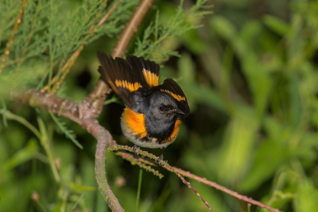 Port Arthur observes World Migratory Bird Day | Port Arthur News
